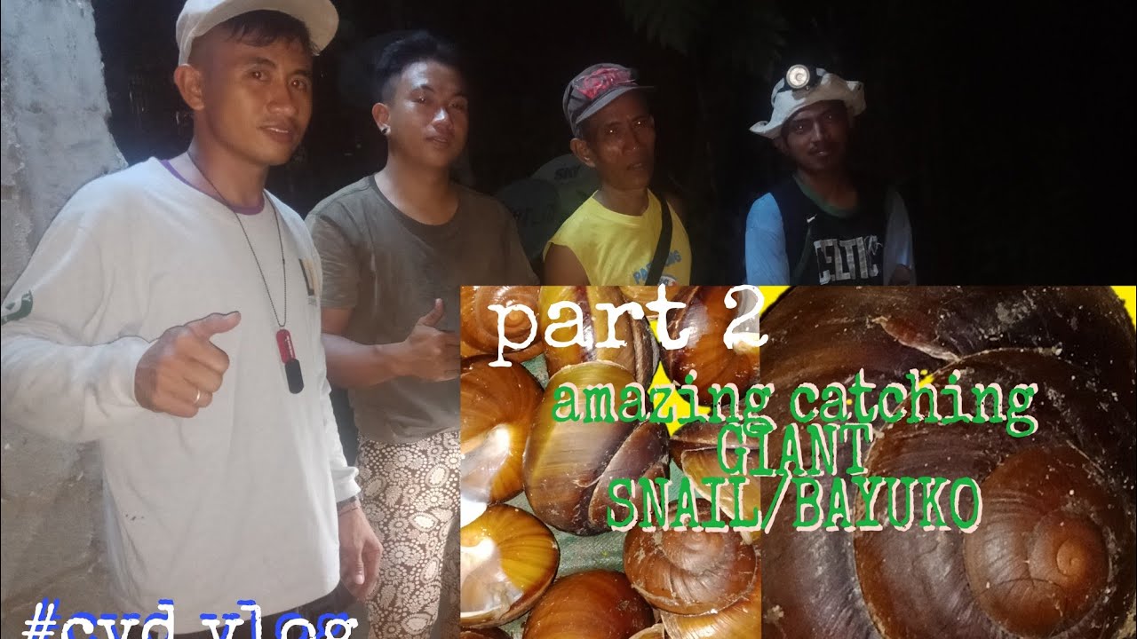 part 2 amazing catching giant snail/bayuko#cvd vlog pls! subscribe ...