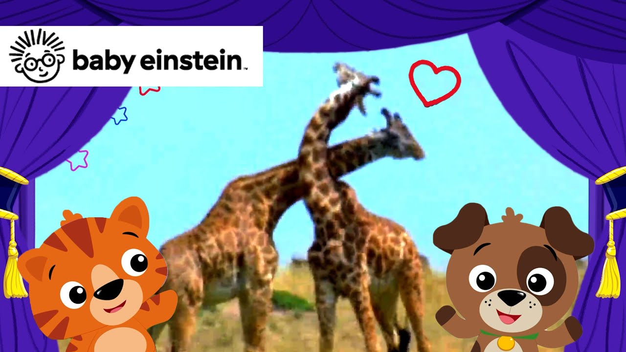 All About World Animals | New Classics | Baby Einstein | Learning Show ...