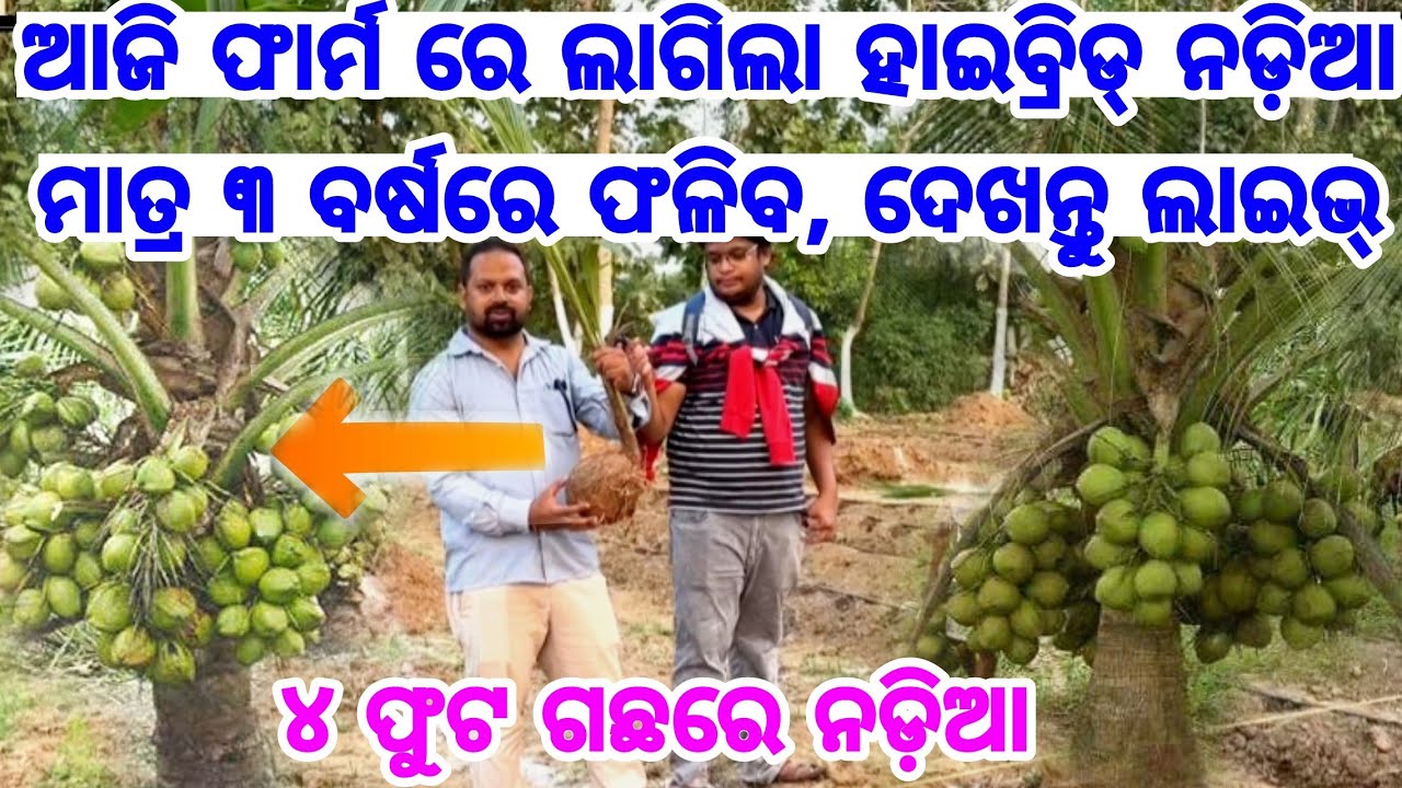 First Time in Odisha Hybrid Coconut Farming live plantation Cocoter 3 ...