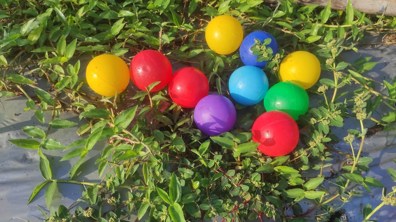 waw ada bola berserakan di sawah, bola sepak, bola duri, bola basket ...