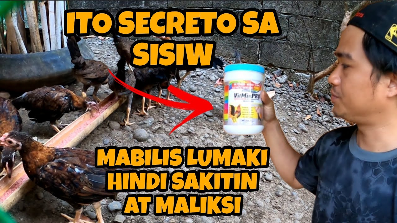 PARAAN PARA MABILIS LUMAKI ANG MGA ALAGA NATING SISIW, SUBOK KUNA ITO ...