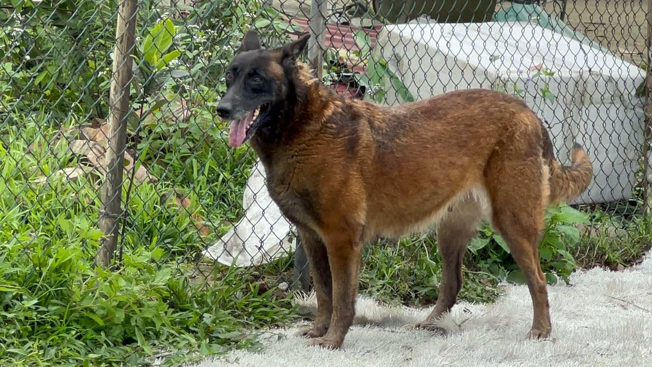 Tặng chó béc bỉ cái nhập nga cho anh em yêu thích chó giống béc bỉ ...