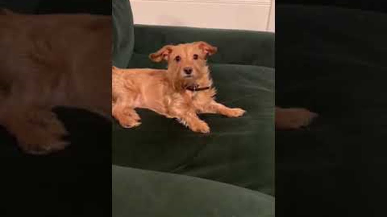 Attentive Dog Hones in on Fake Phone Call || ViralHog - YouTube