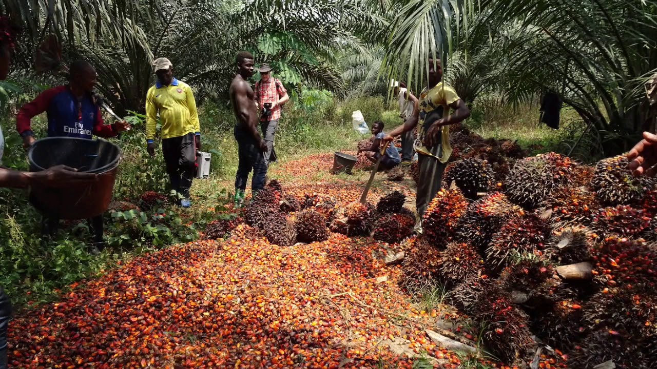 Mokamo Populaire, Senda Ngindu - YouTube