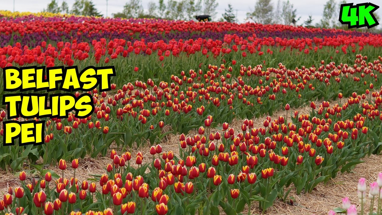 Belfast Tulip Field in Prince Edward Island - YouTube