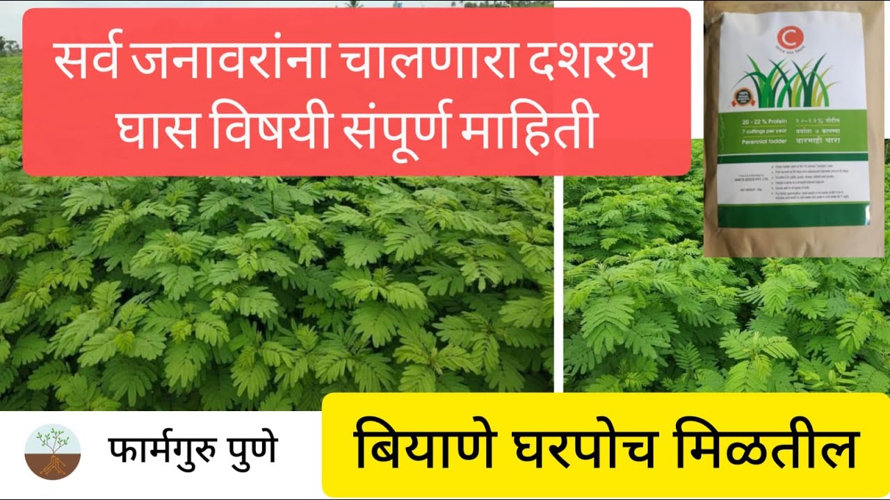Hedge Lucerne - Desmanthus (दशरथ घास) multiyear high protein fodder # ...