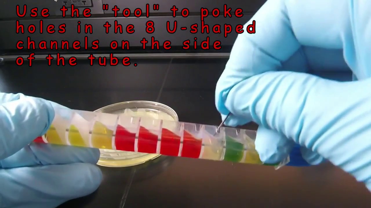 How to Inoculate an EnteroPluri Test - YouTube