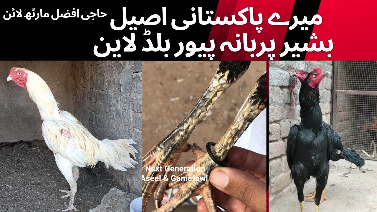 Basheer Purbana Aseel Murga | My Top Quality Pakistan Aseel | Top Asil ...