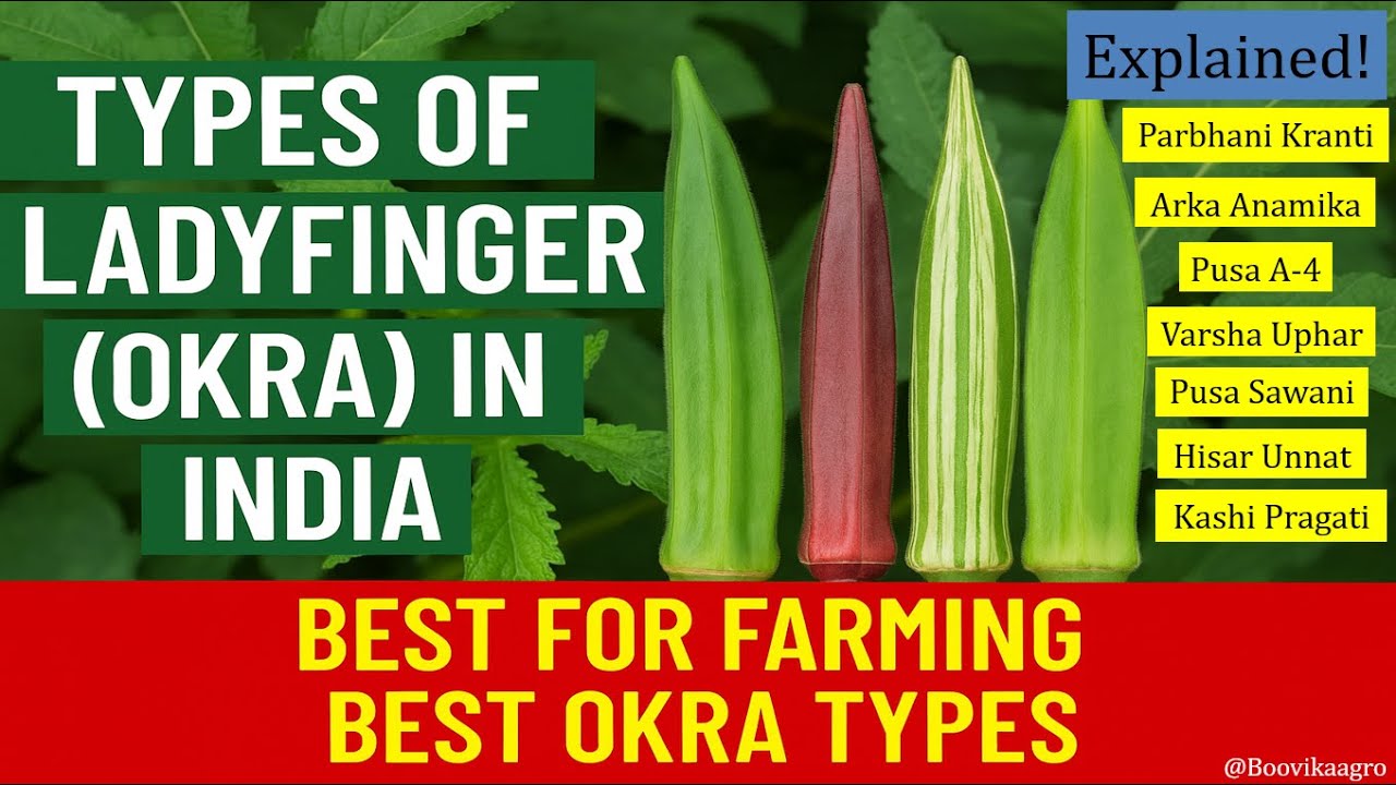 Top 7 Okra Varieties in India | Best Bhindi Types for High Yield ...