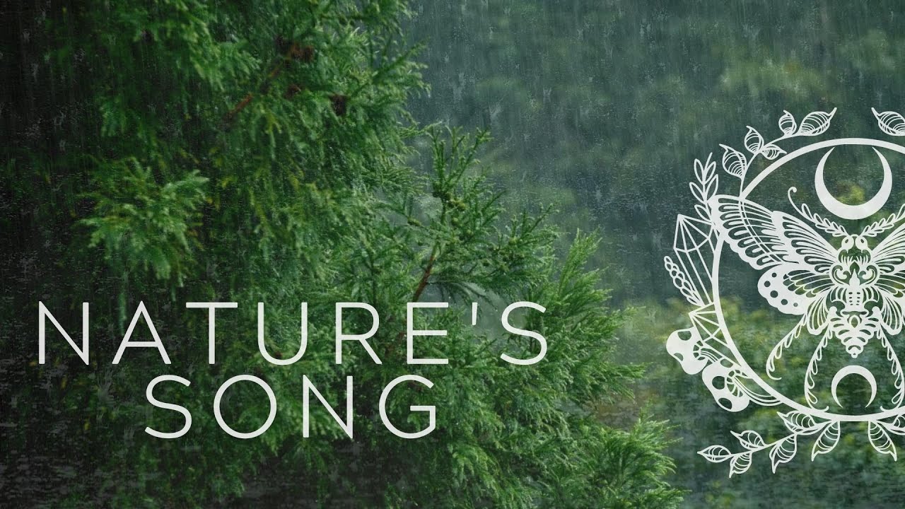 🕯🌙 Nature's Song - Rain Sounds 🌧️ Rainfall in a Forest - 15-minute ...