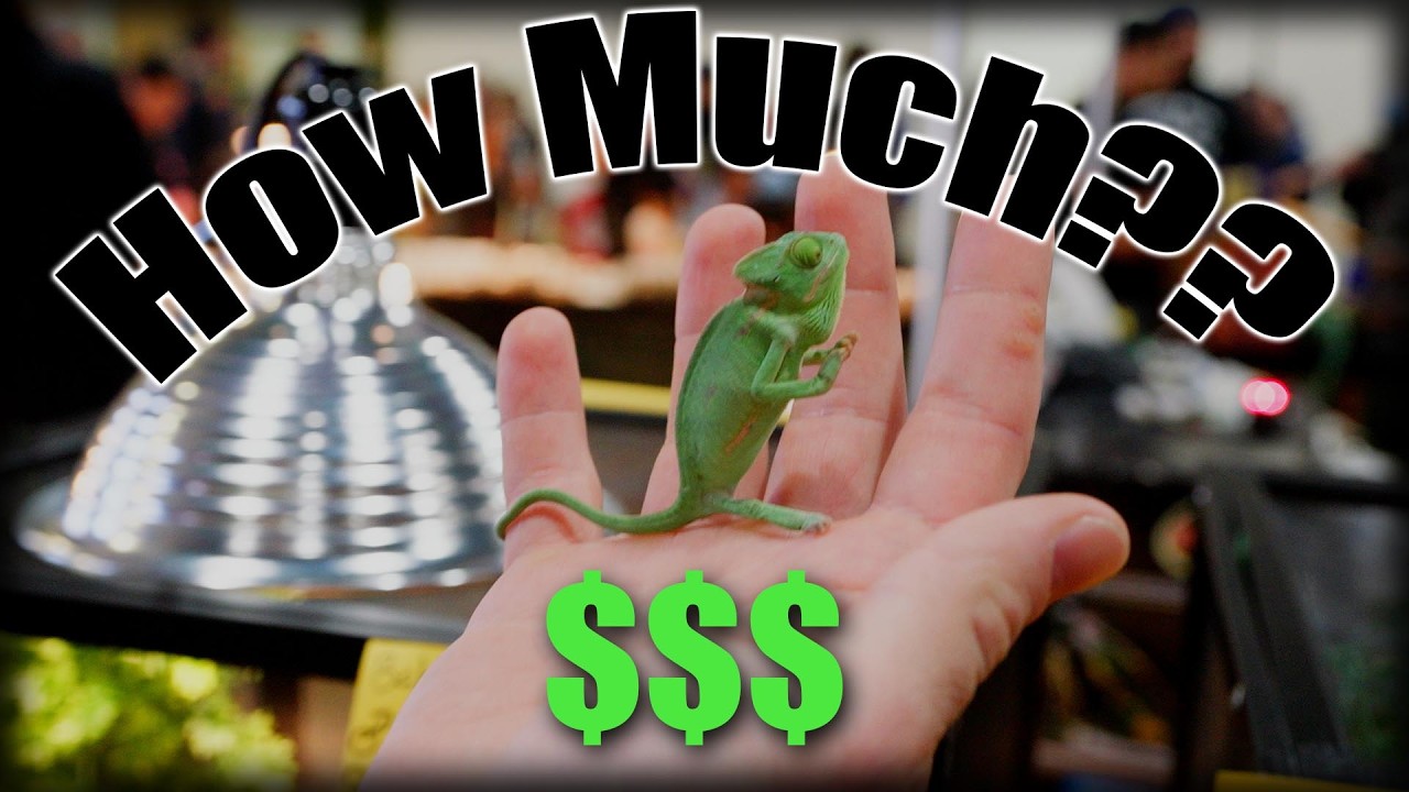 How much are people PAYING for animals at the Reptile Super Show ...