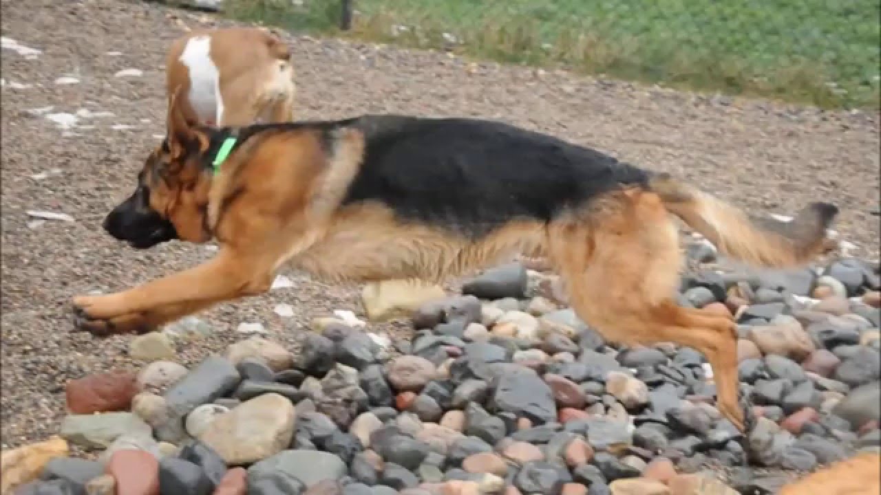 Rocky (German Shepherd Dog) Boot Camp Training - YouTube