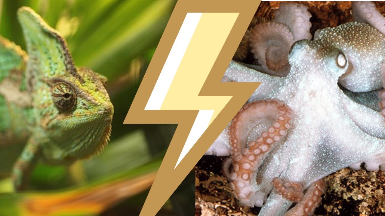 Chameleon VS Octopus - Who's the better color changer? - YouTube