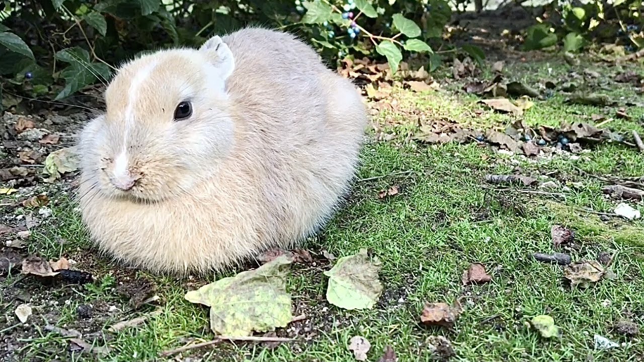 The fluffiest baby rabbit in the world - YouTube