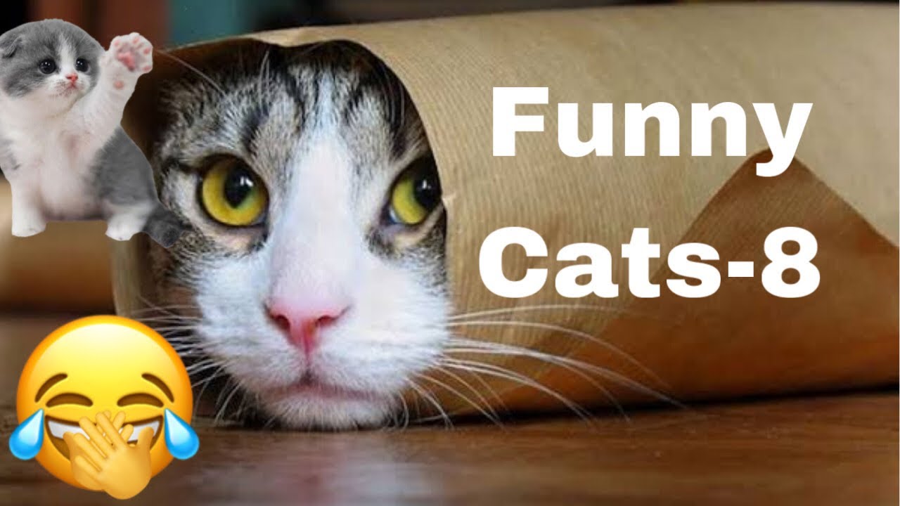 😂Funny Cats ig reels😂 TRY NOT TO LAUGH - YouTube