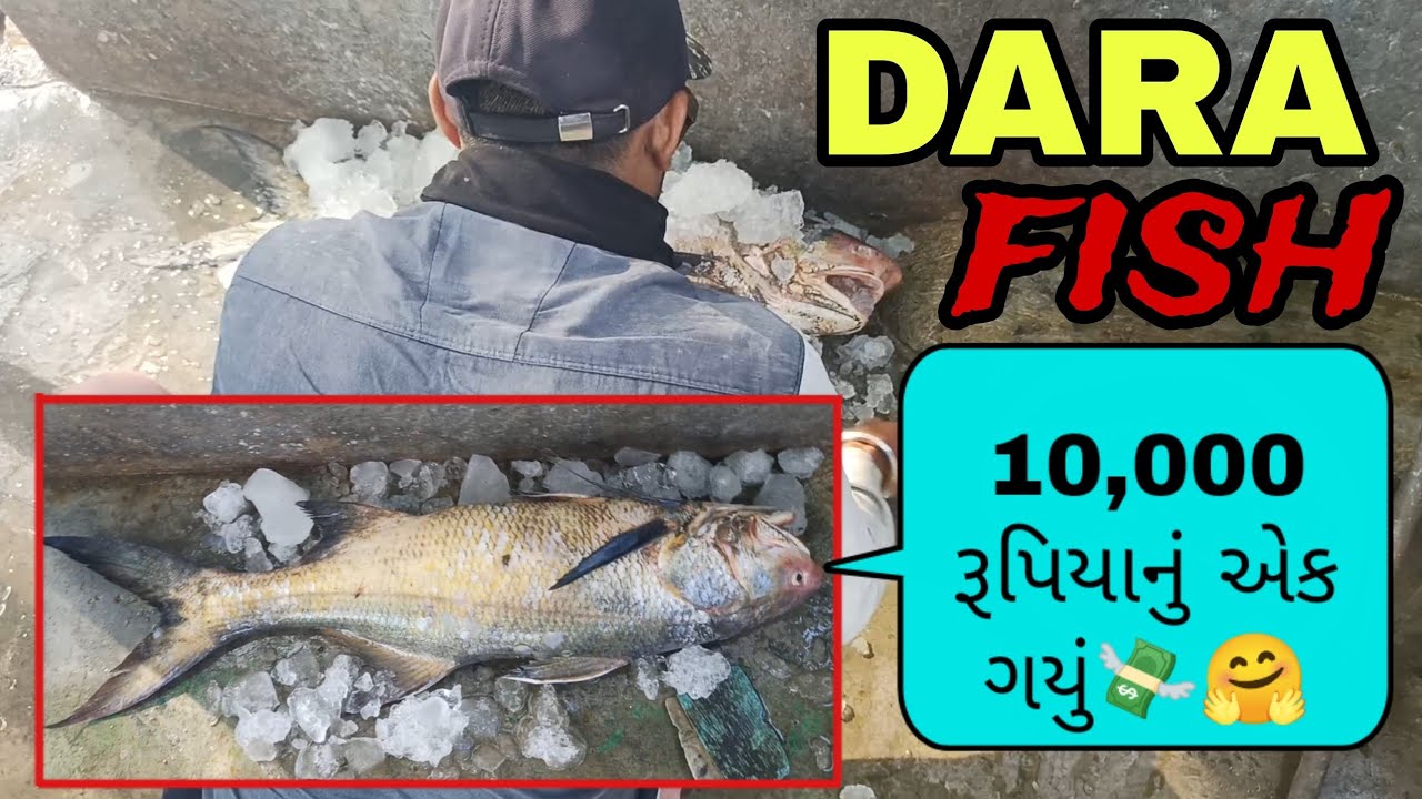સોના કરતા વધારે ભાવ | DARA fish 10,000 રૂપિયાનું એક ગયું |#JBYOUTUBER# ...