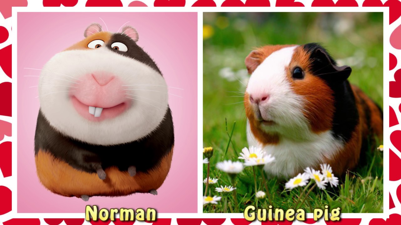 The Secret Life of Pets Characters in Real Life - YouTube