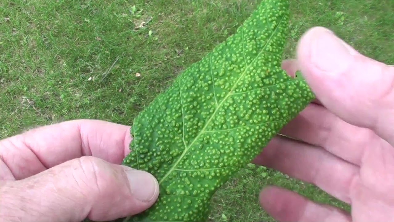 Jumping Oak Gall (Cynipidae: Neuroterus saltatorius) on Oak Leaf - YouTube