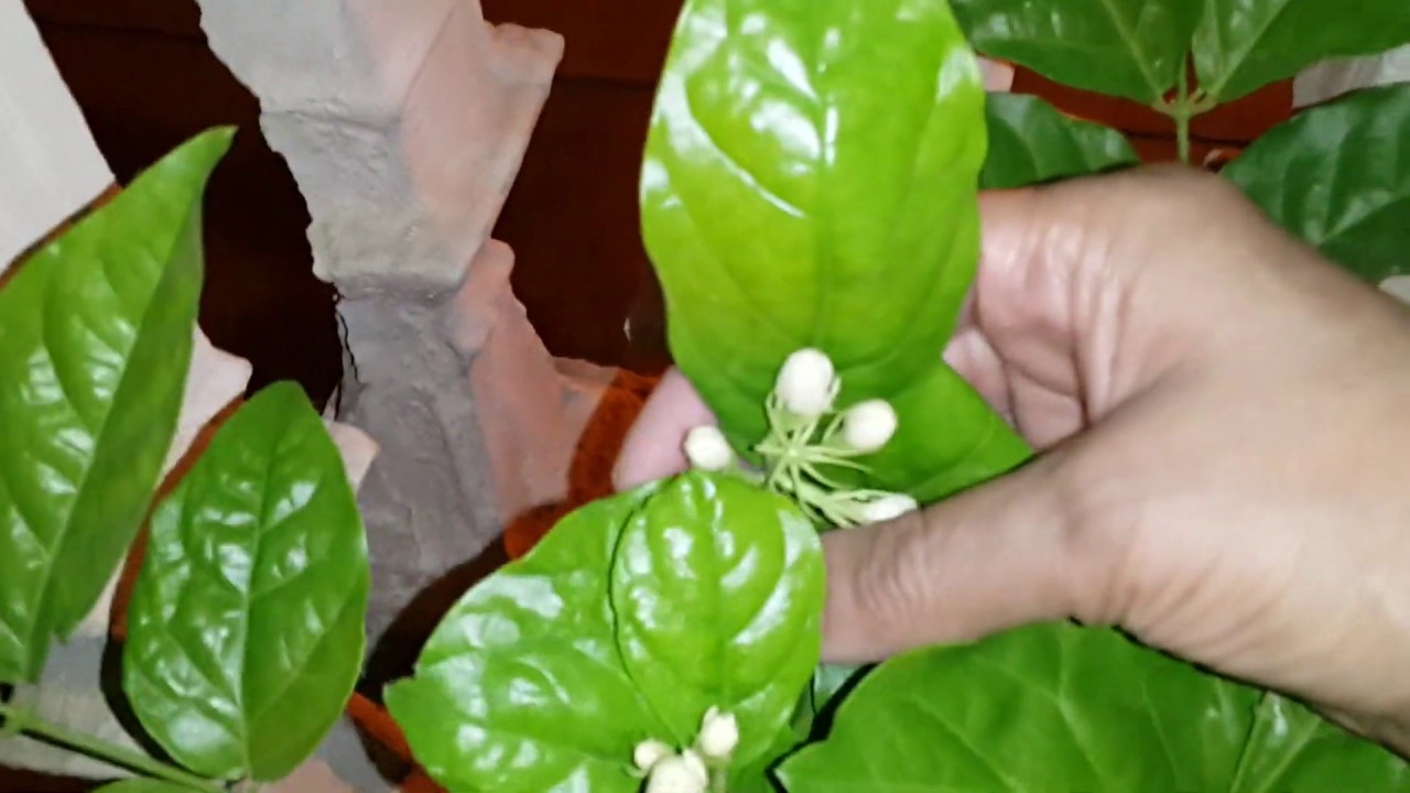 Jasmine plant /Sumbul's garden - YouTube