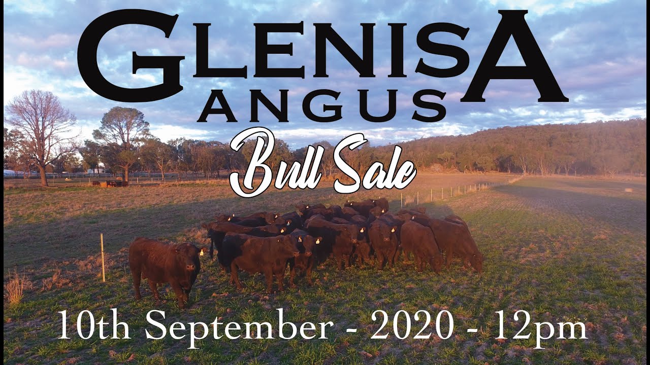 Glenisa Angus Bull Sale Preview 2020 - YouTube
