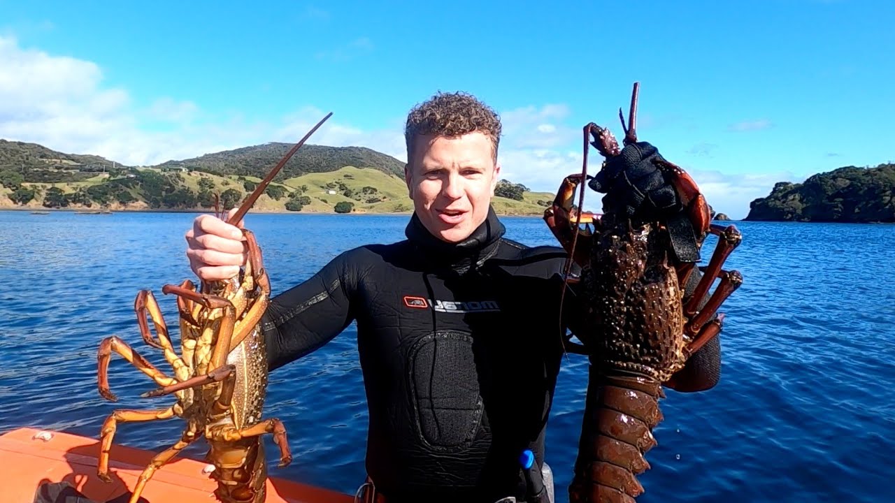 Freediving for Huge Lobster (Crayfish) in New Zealand! Incredible ...