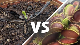 Reasons Your Venus Fly Trap is Unhealthy- Carnivorous Plant Care 🌱