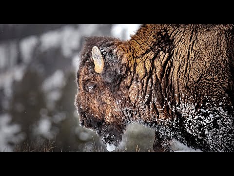 Daily Dose of Nature | Thundering Hooves Yellowstone's Bison Herds ...