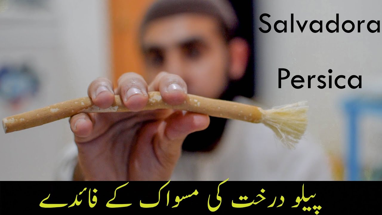 Miswak About (Salvadora Persica) Tree Miswak Pilo ki Faidy | by Qari ...