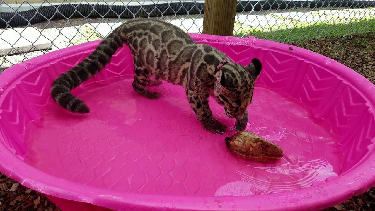 Lura the clouded leopard cub playing with coconut - YouTube