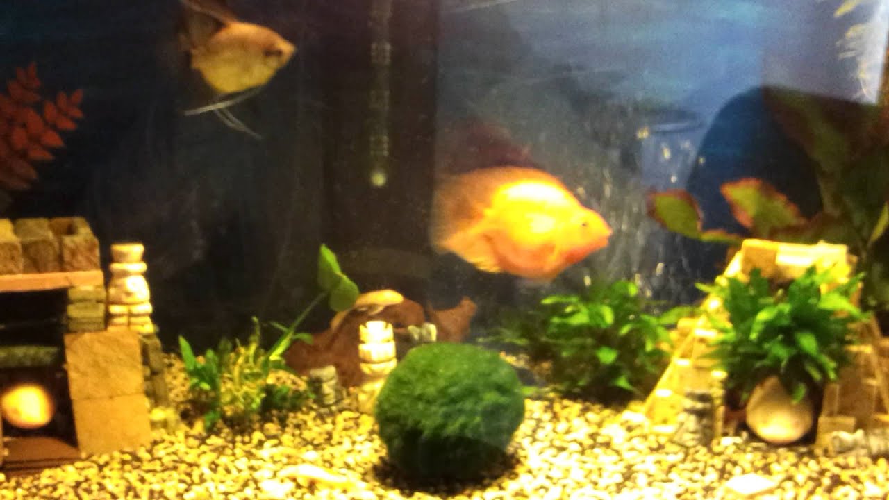 Axolotl Tank Mates - YouTube