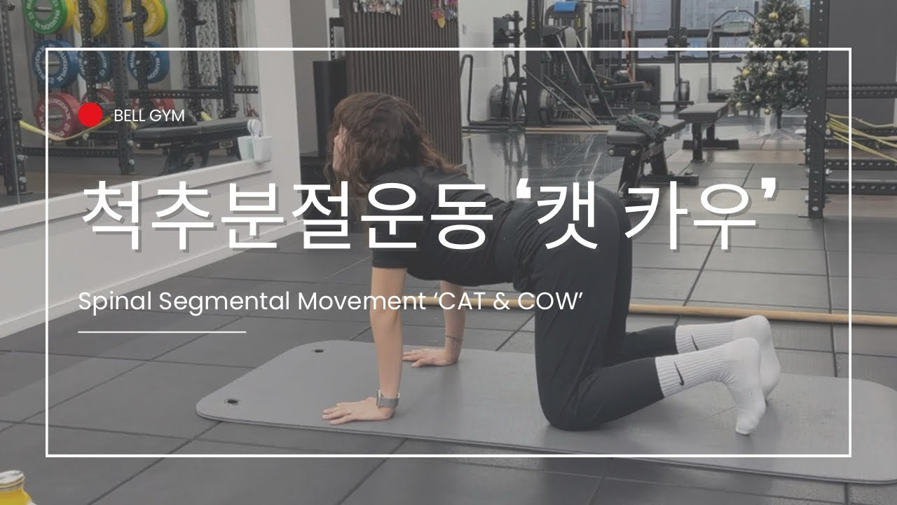 [벨짐] 기능운동 | 척추분절운동 ‘캣 카우’ (Spinal Segemental Movement ‘CAT & COW) - YouTube