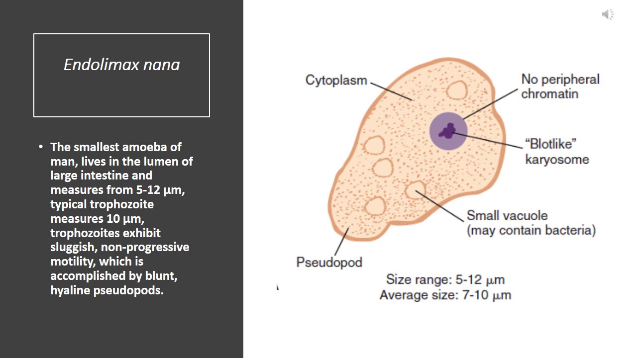 Protozoan Parasitology: Lec. 2 Sarcodina part 2 - YouTube