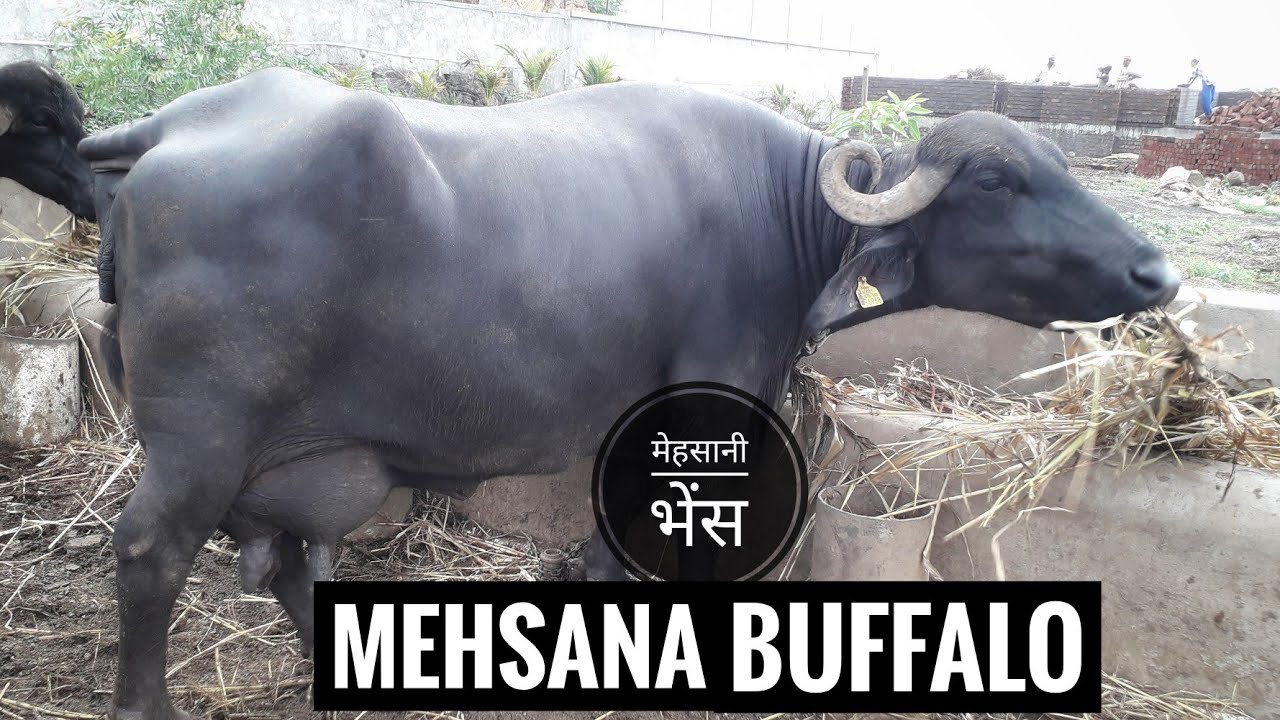 Pure mehsana buffalo milk-22-25Ltr supply to Aurangabad, Maharashtra ...