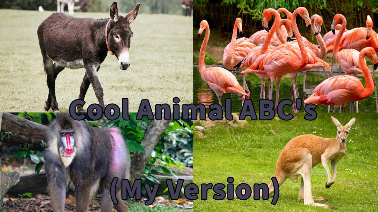Cool Animal ABC's (My Version) - YouTube