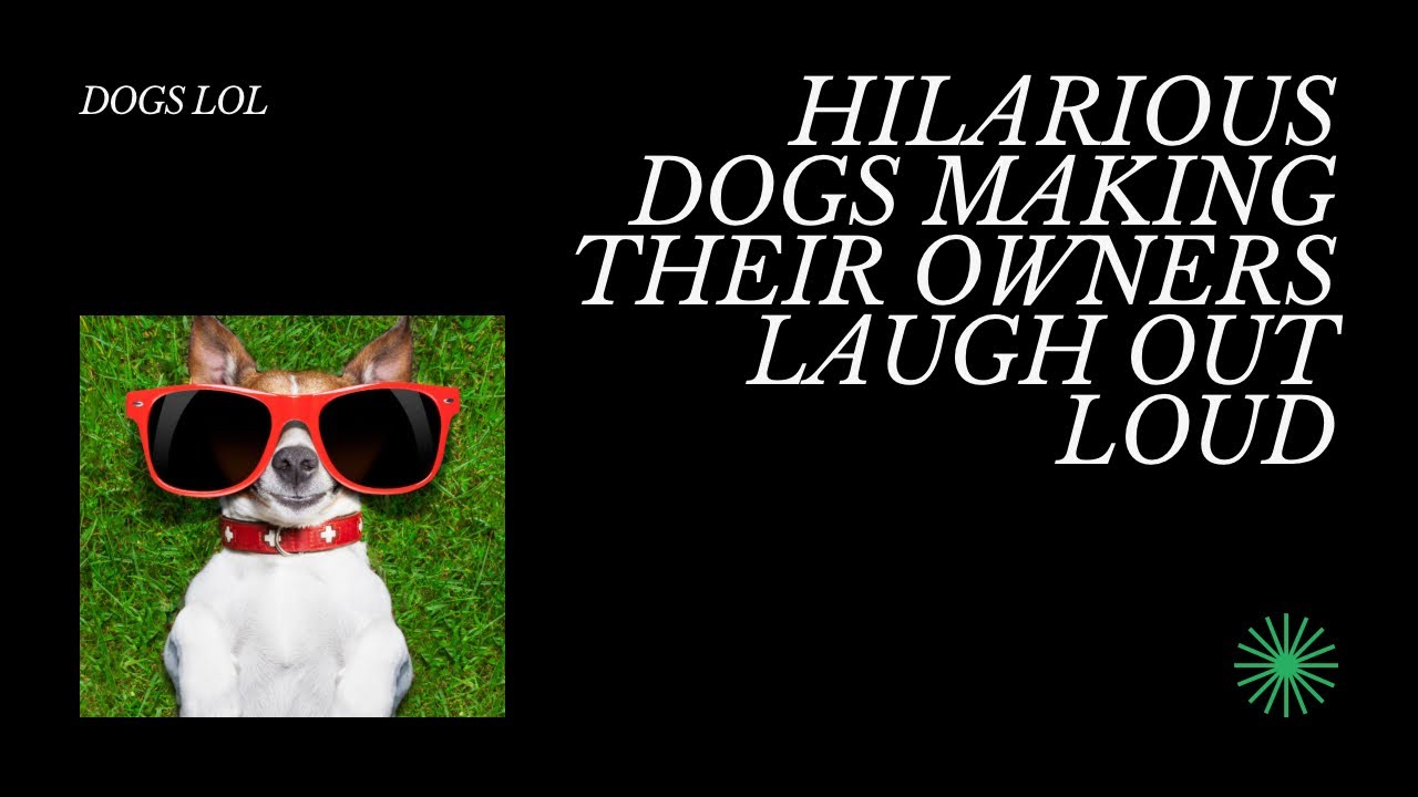 Dogs who made their owners laugh out loud from their truly unexpected ...
