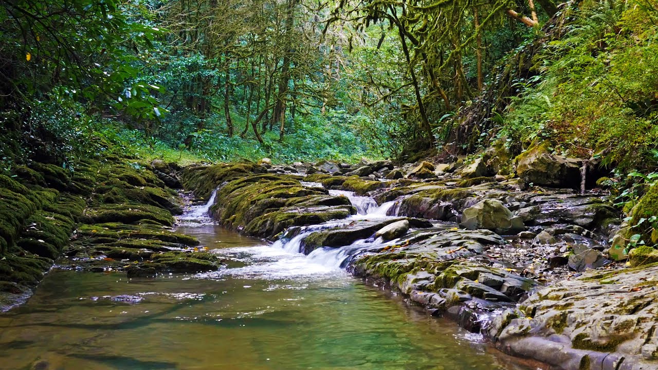 Relaxing sounds of a mountain river. Beautiful forest river. Video of ...