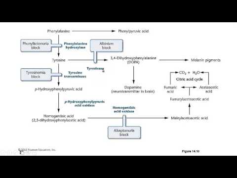 Week 9 lecture 4- one gene: one polypeptide - YouTube