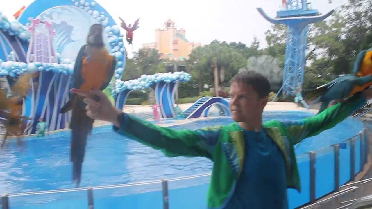 Birds´Show in Sea World - YouTube