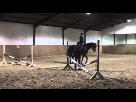 Ein Pferd mit Ataxie. Unsere zweite Springstunde. - YouTube