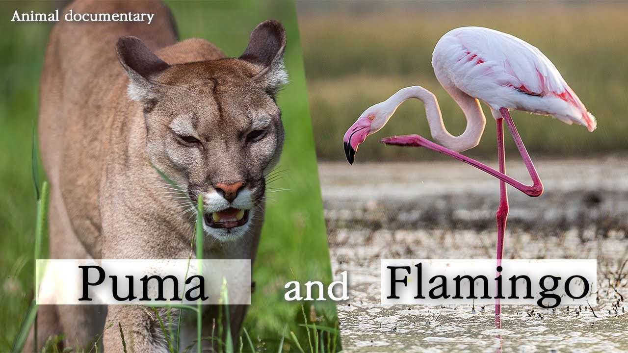 Puma, Flamingo [Animal Documentary] - YouTube