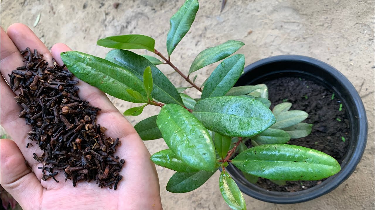 كيف نزرع شجرة القرنفل المسمار في المنزل🪴القرنفل شجرة زينة روعة🌿توابل🍂