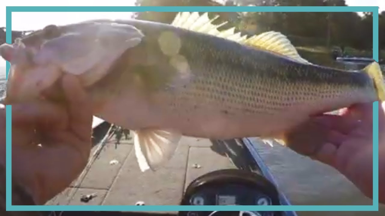 Scrounger Jigs, Ned Rigs and Bridges - YouTube