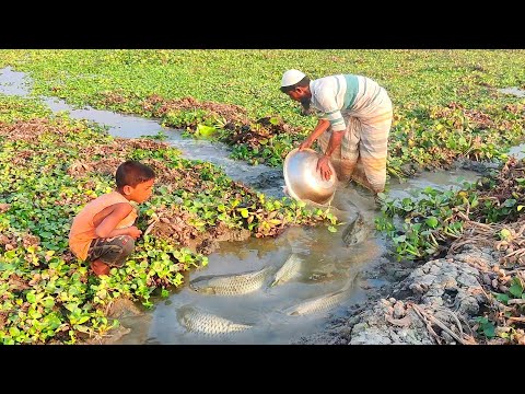 Amazing hand fishing video - Traditional carp fish catching in mud water by hand - MR Fishing Life