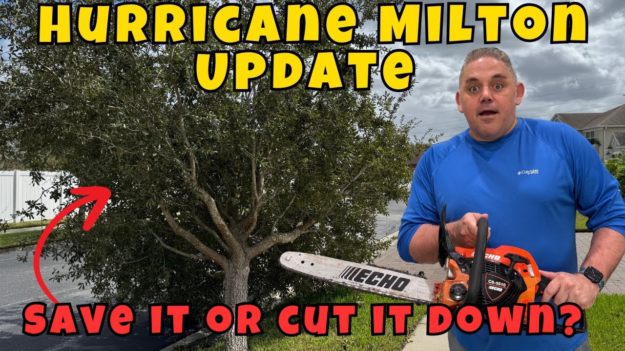 Hurricane Milton Update! SAVE the Tree or Cut it DOWN? - YouTube