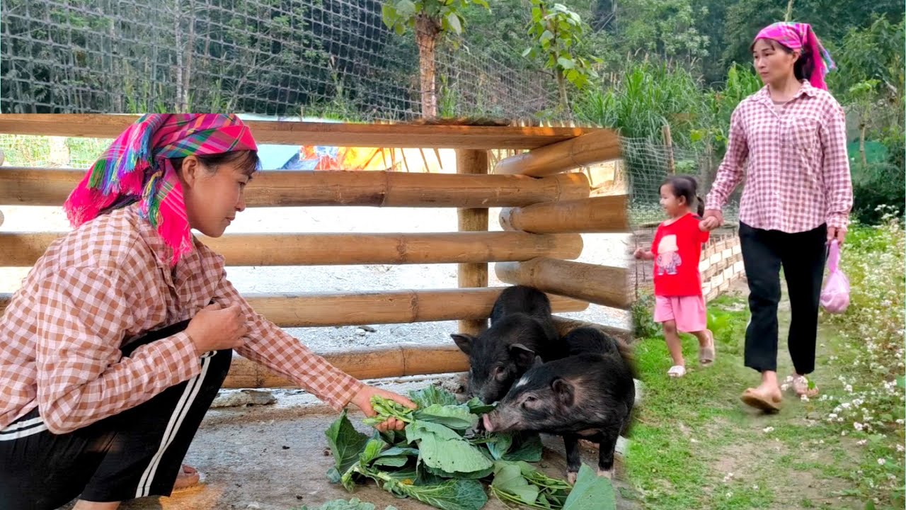 Selling the boar, Mother bought 2 female pigs for breeding and took ...