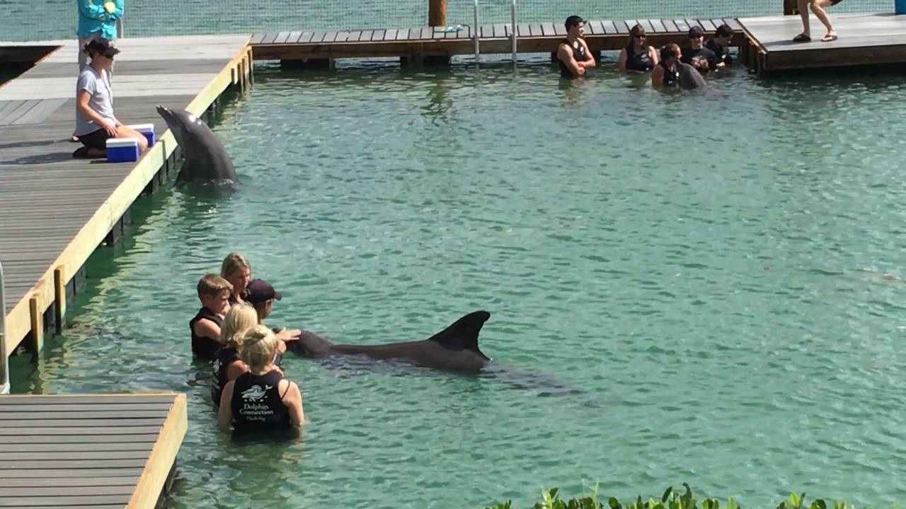 Playing with Dolphins at the Dolphin Connection (Duck Key) Florida (26 ...