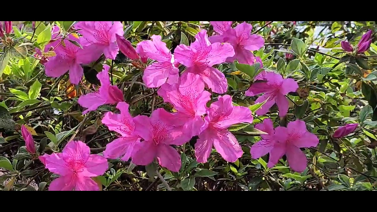 Beautiful Sunshine with Azaleas - YouTube
