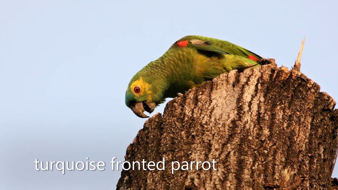 birds of paraguay - YouTube