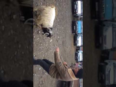 Ağcabədinin keçi bazari Cəmilov Ülvü