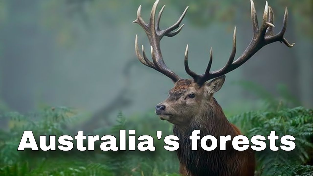 Prairie Life 4K - Australian forests Stunning views with soothing music ...